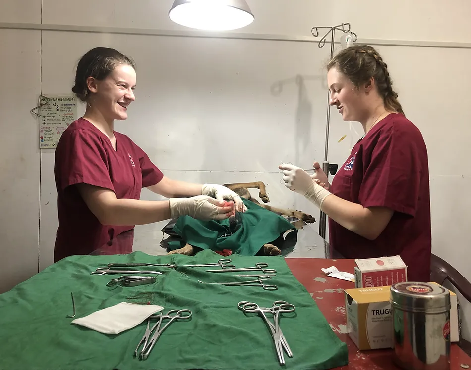 ARC: Addressing Inhumane Animal Treatment in South Goa