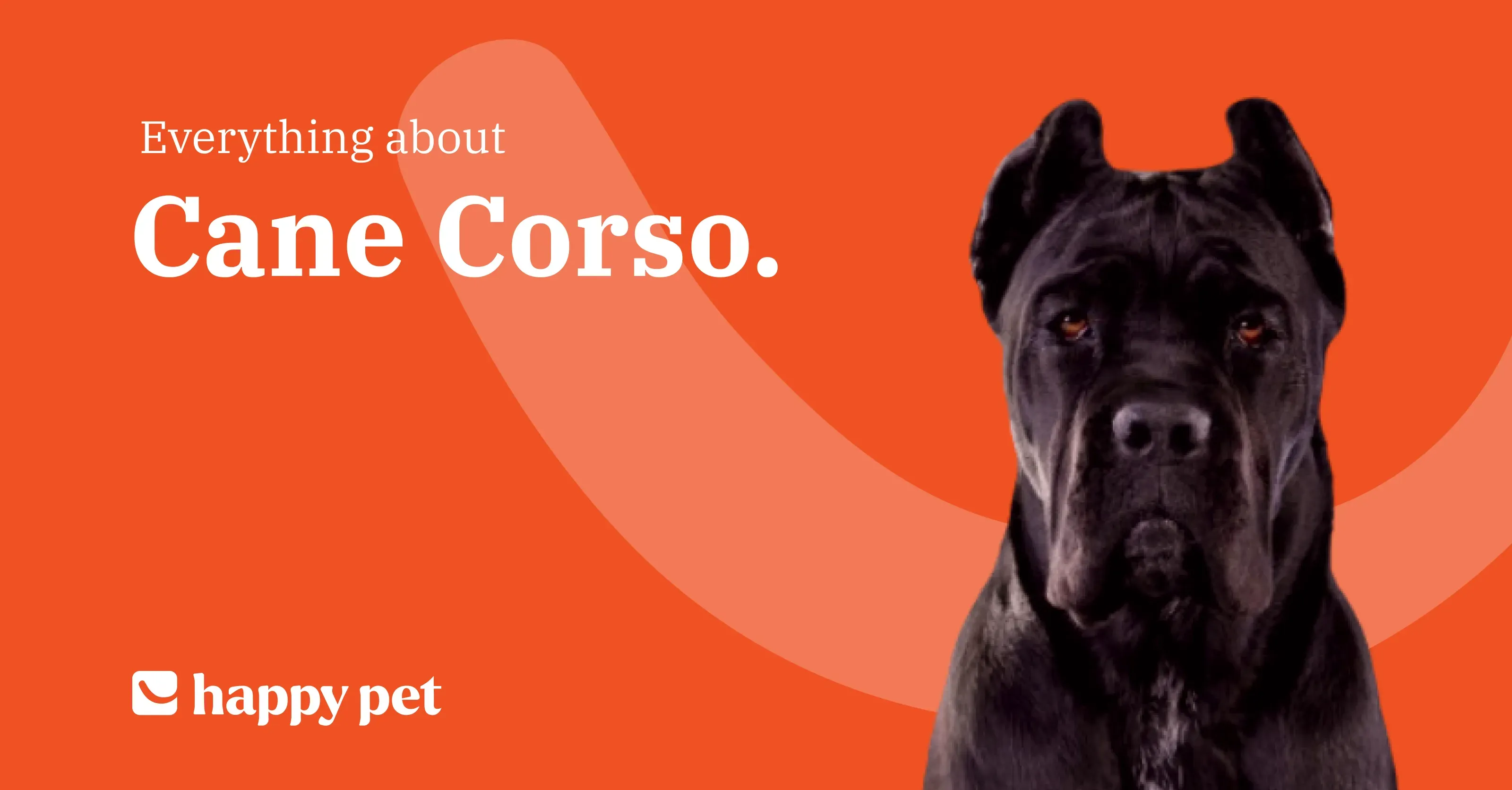 Expert Guide to Cane Corso Dog Breed - Price, Temperament, Lifespan