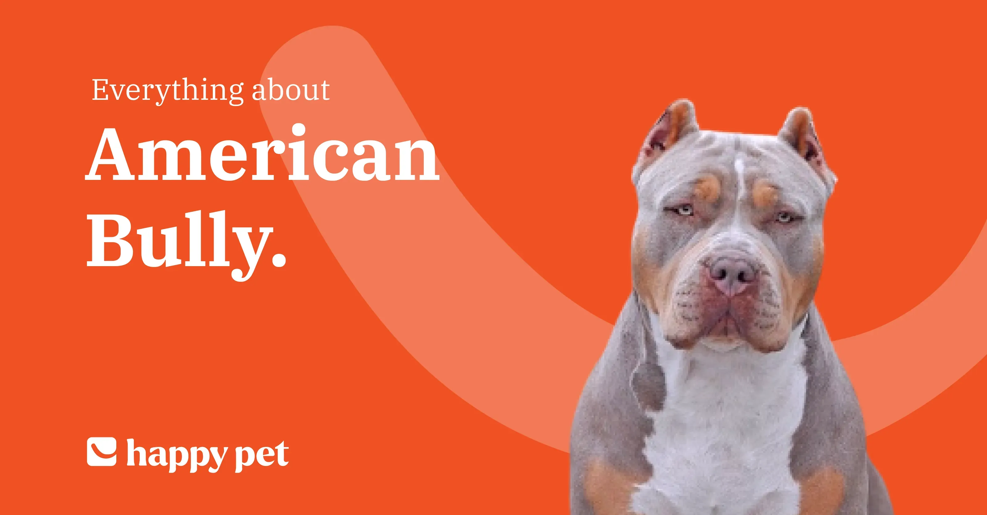 American Bully | Breed Information, Price, Temperament