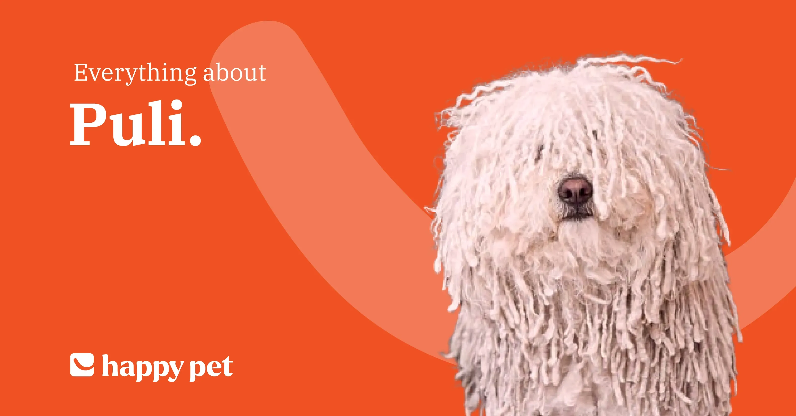 Puli Dog Guide: History, Care, Grooming & Adoption Tips