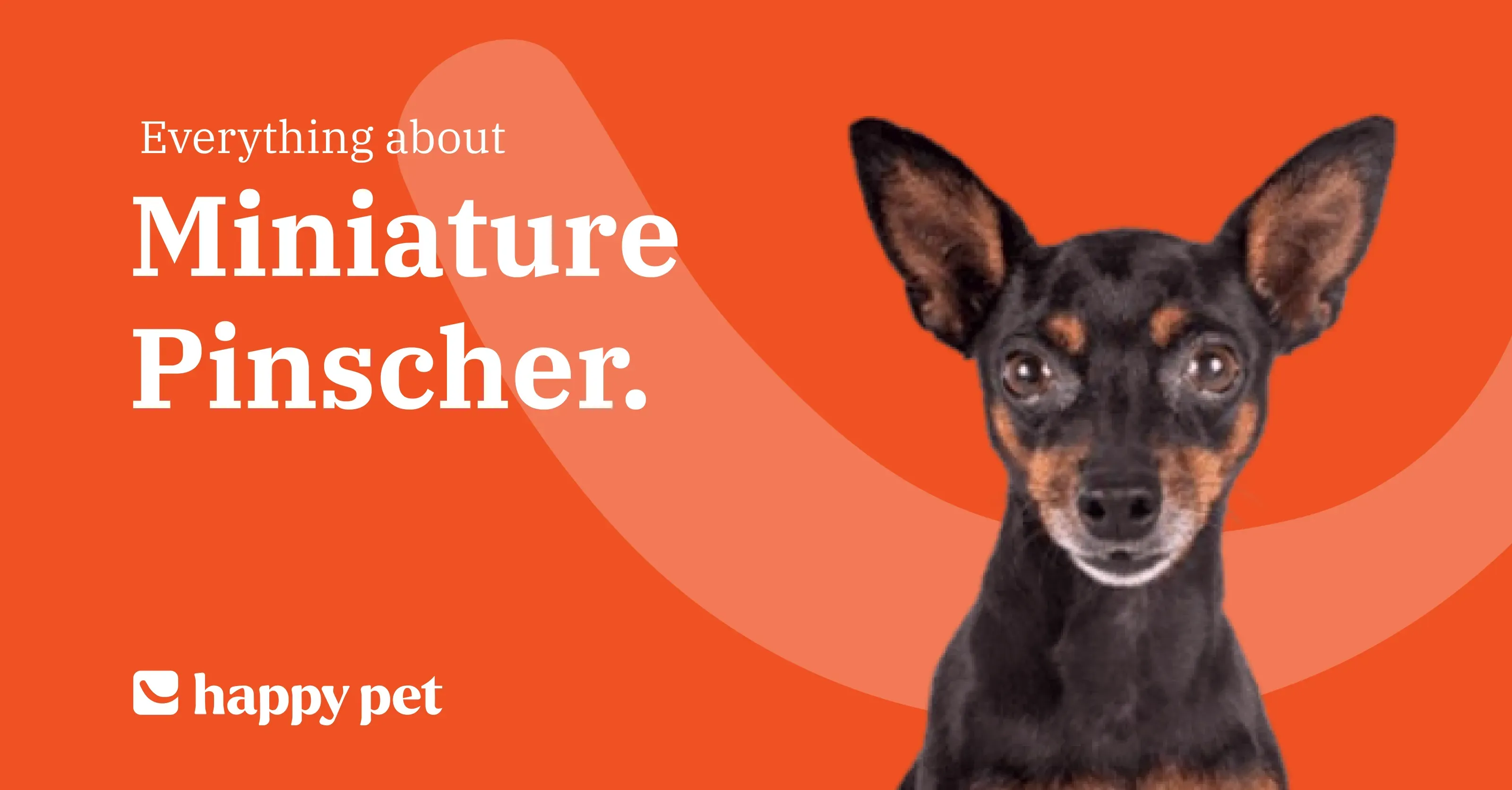 Miniature Pinscher Guide: Traits, Care, Adoption & Cost