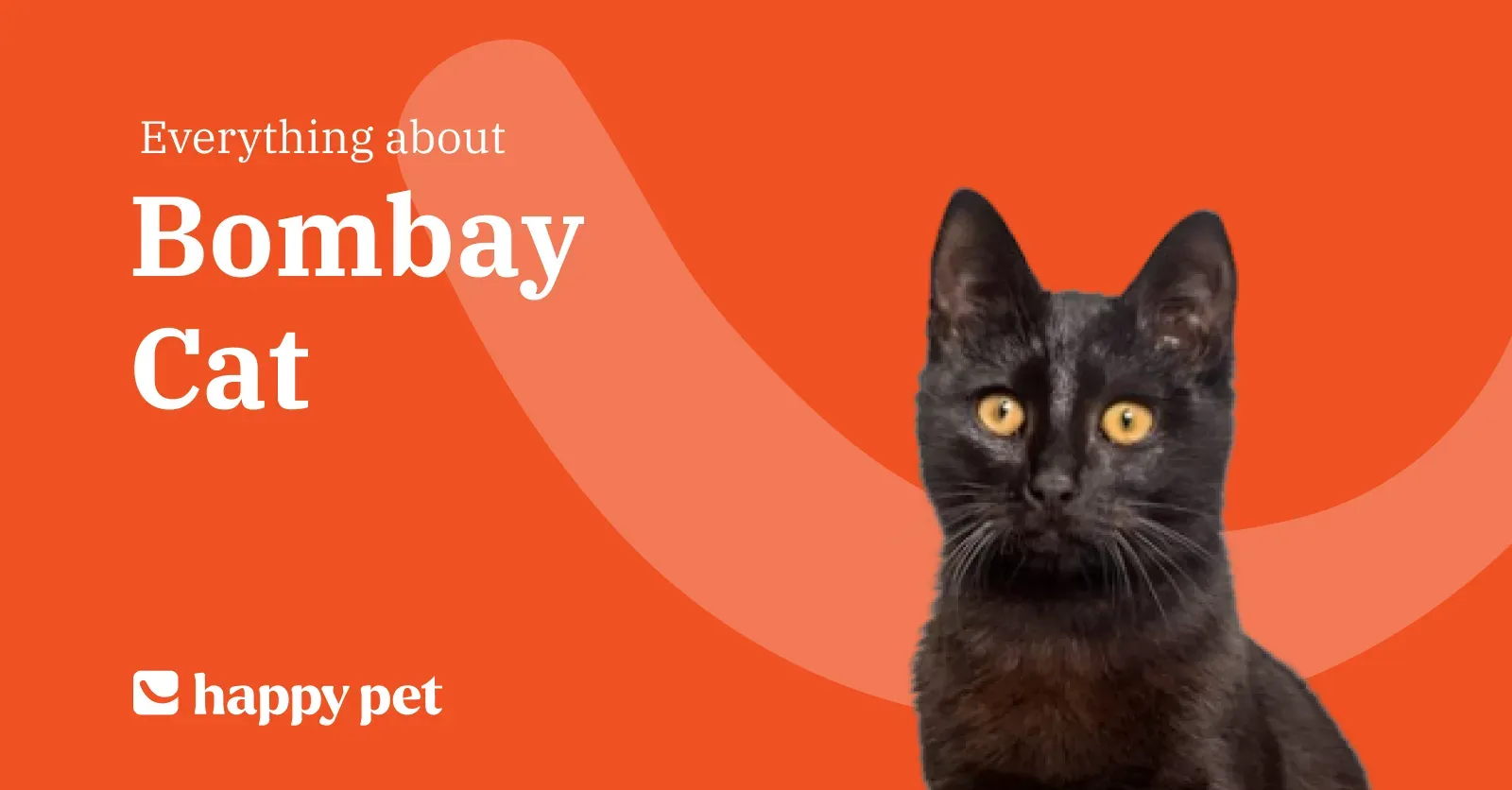 Bombay Cat Breed Guide: Temperament, Diet, and Care