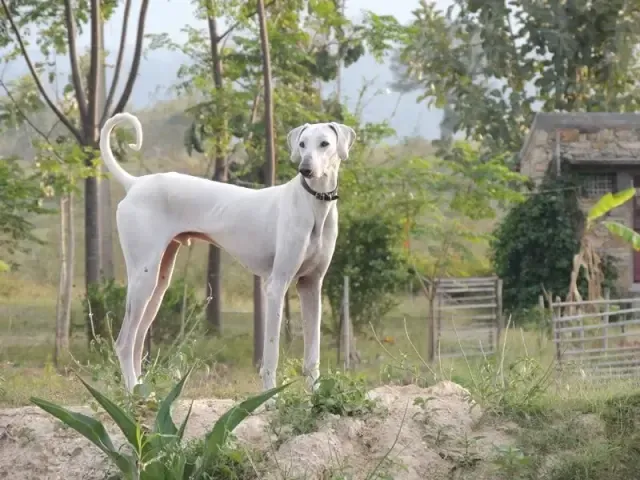 Chippiparai Dog Breed Guide: Temperament, Diet, and Care