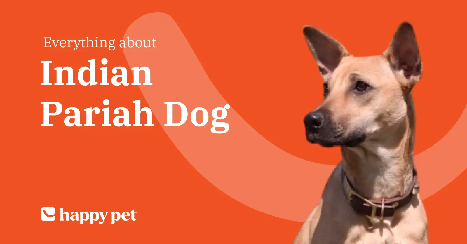 Indian Pariah Dog Breed Guide: Size, Price, Food & Care